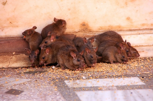 Reducing Rat Populations Through UA-invented Humane Fertility Control ...